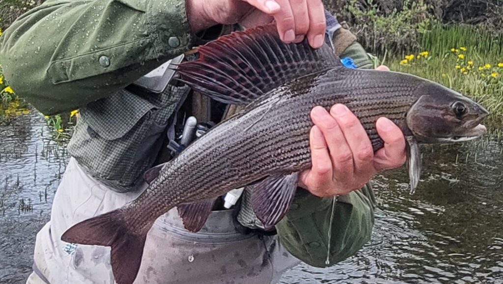 Fly Fishing reports - 2025 - Kvennan Fly Fishing